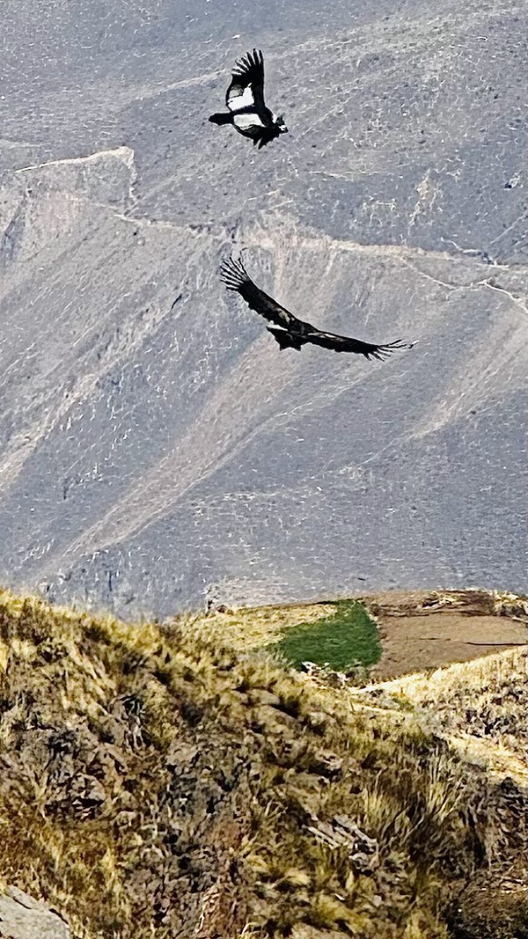 Peru’s Stunning Colca Canyon and Realm of the Andean Condor - A Broad ...