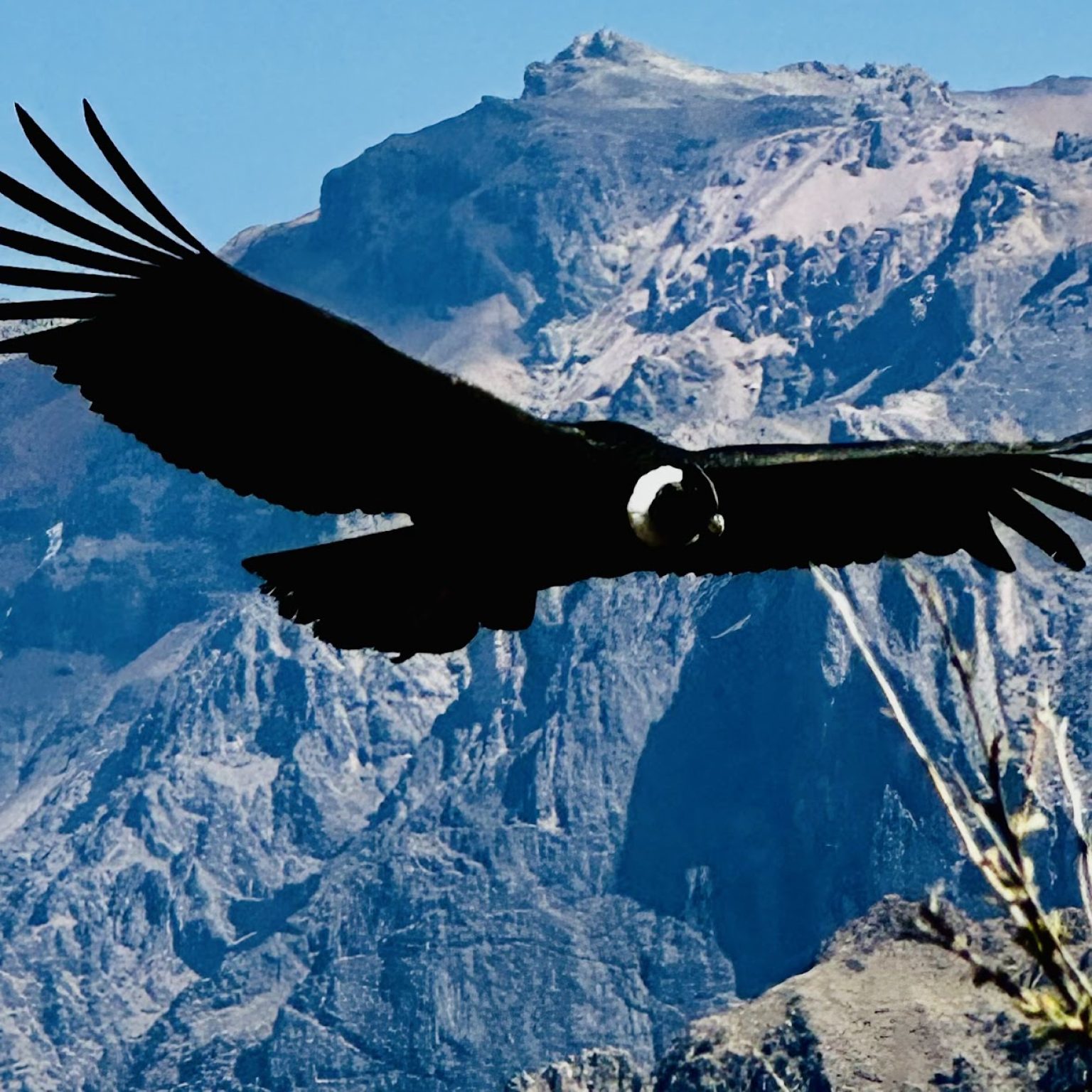 Peru’s Stunning Colca Canyon and Realm of the Andean Condor - A Broad ...